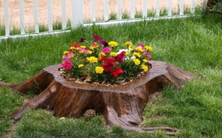 How to Preserve a Tree Stump - Best Guide to Keep a Tree Stump for ...