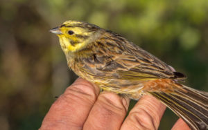 Catching Bird - Best Way to Catch a Wild Bird in Your Backyard ...