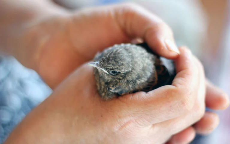 Catching Bird - Best Way to Catch a Wild Bird in Your Backyard ...
