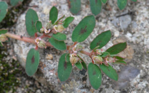 What Do Goat Head Plants Look Like? - Backyard Caring