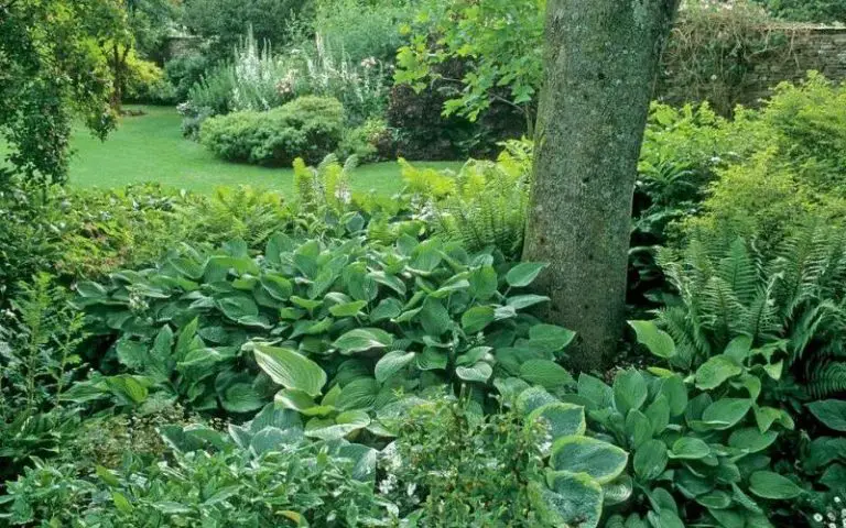 What Is The Best Ground Cover For Under Pine Trees? - Backyard Caring